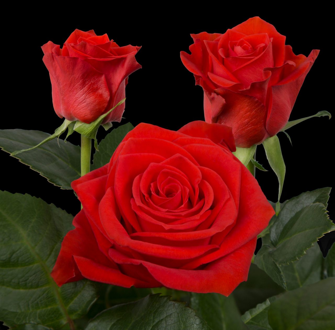 New Face® - Plantador Colombia