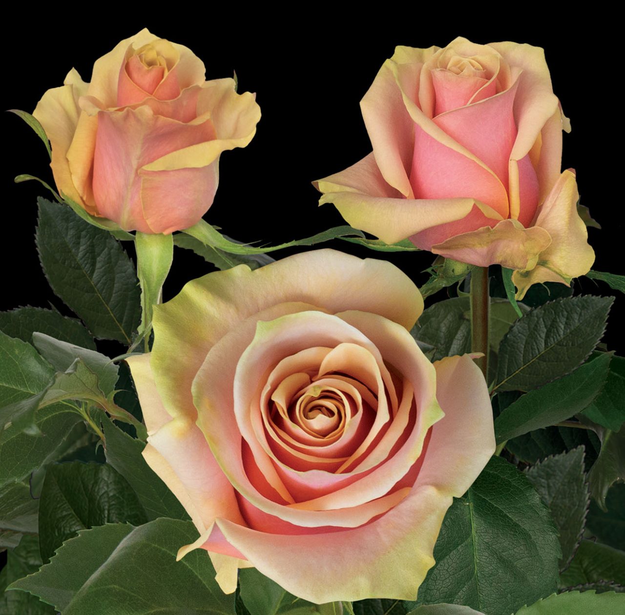 Amaretto® - Plantador Colombia